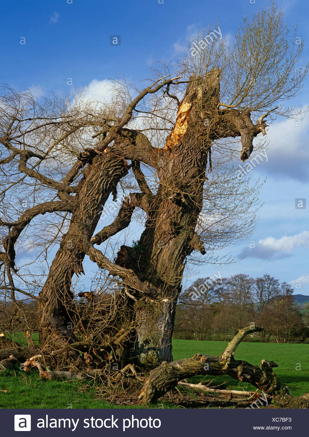Native Black Poplar High Resolution Stock Photography and Images - Alamy