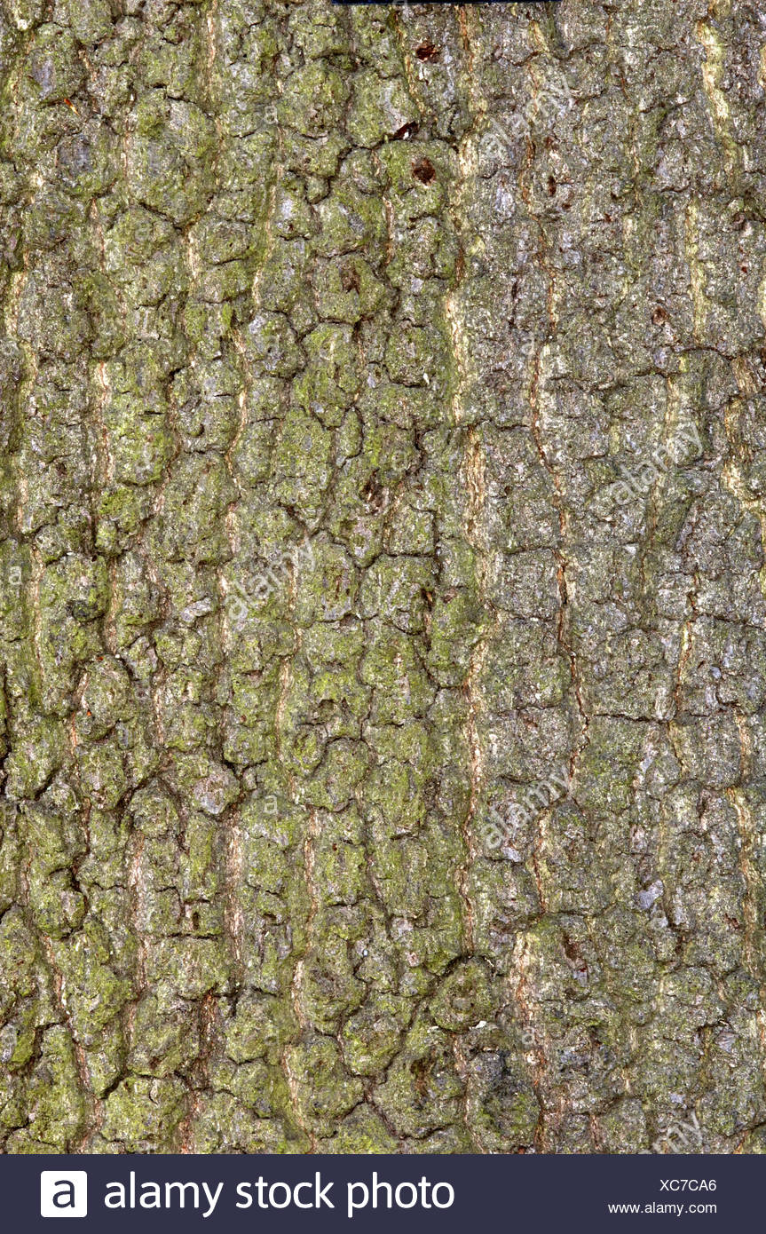 Quercus Canariensis High Resolution Stock Photography and Images - Alamy