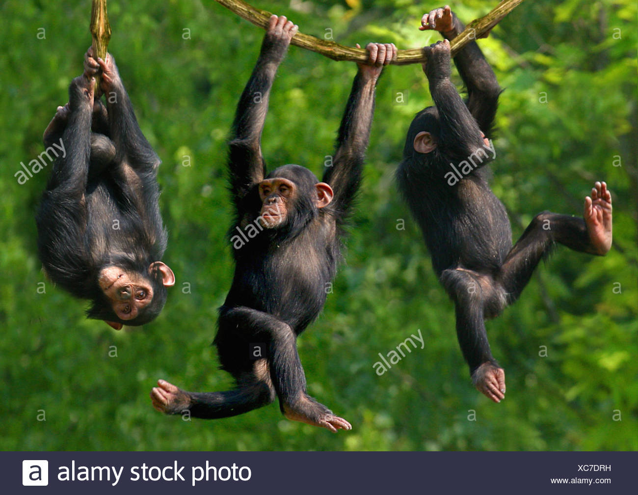 Monkey Swinging On Branch High Resolution Stock Photography and Images - Alamy