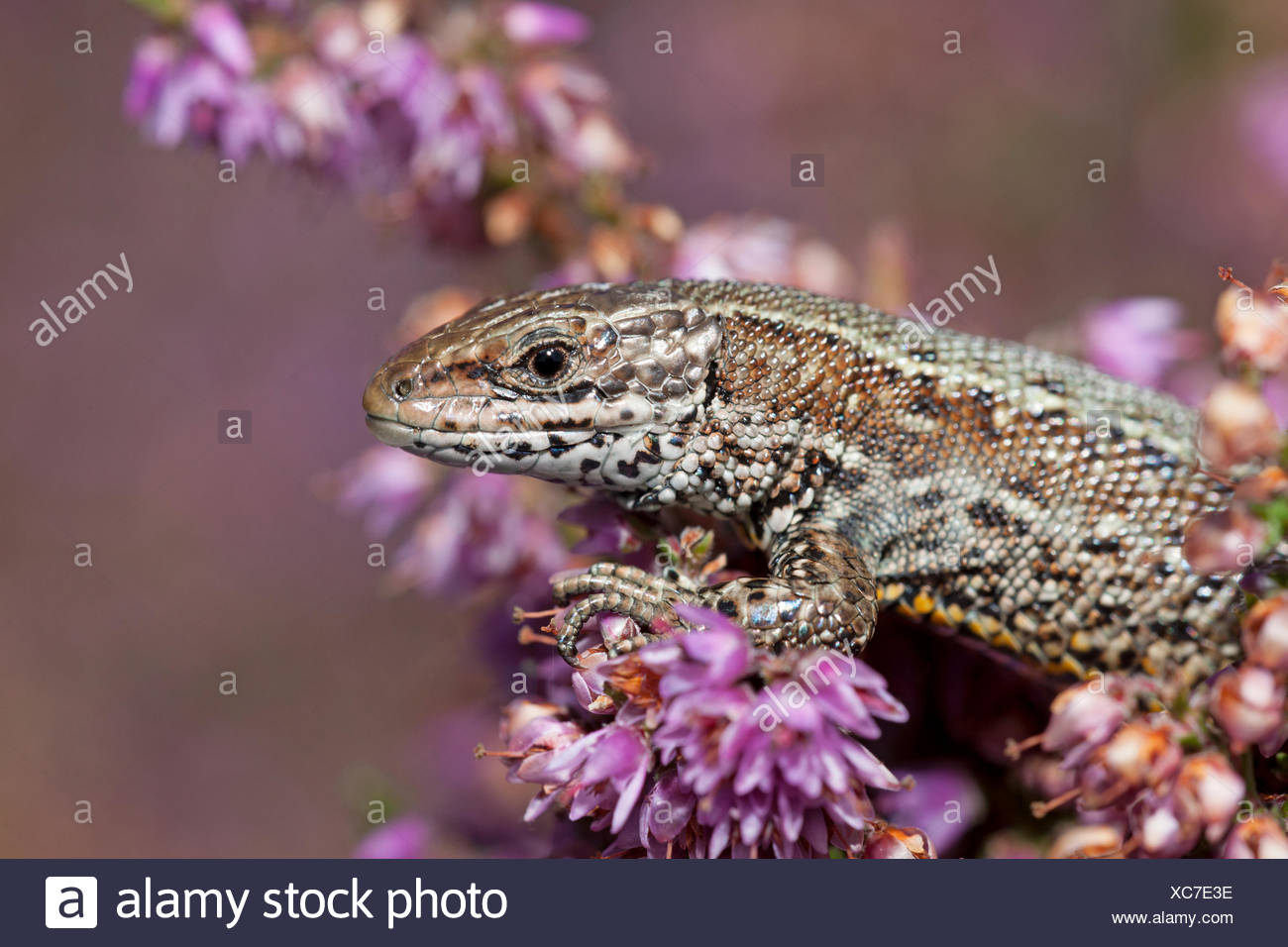 Purple Lizard High Resolution Stock Photography and Images - Alamy
