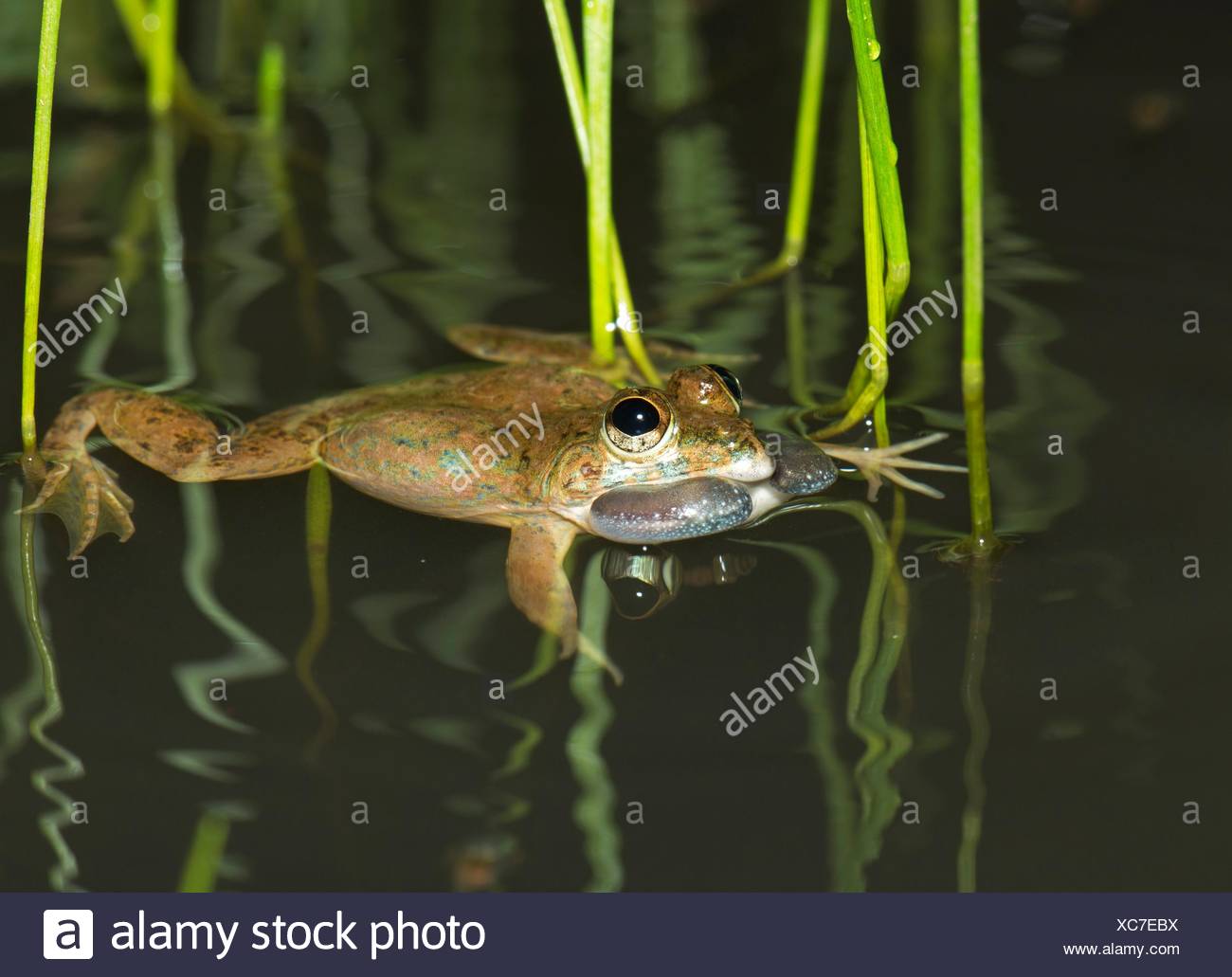 Skittering High Resolution Stock Photography and Images - Alamy