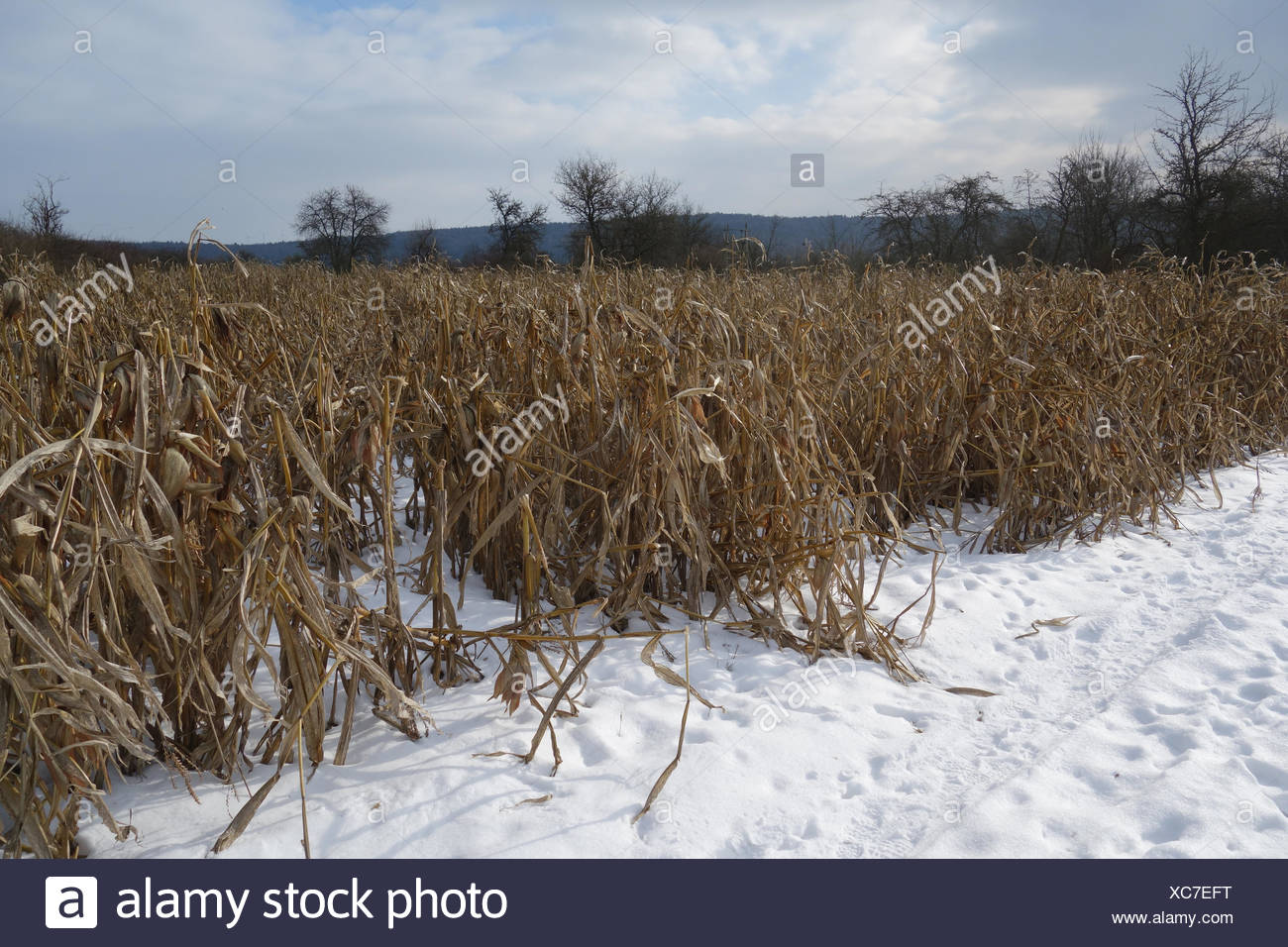 White Maize Seed High Resolution Stock Photography and Images - Alamy