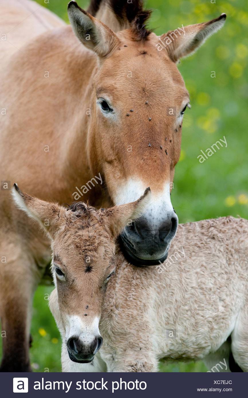 Asian Przewalskis Horses High Resolution Stock Photography and Images ...