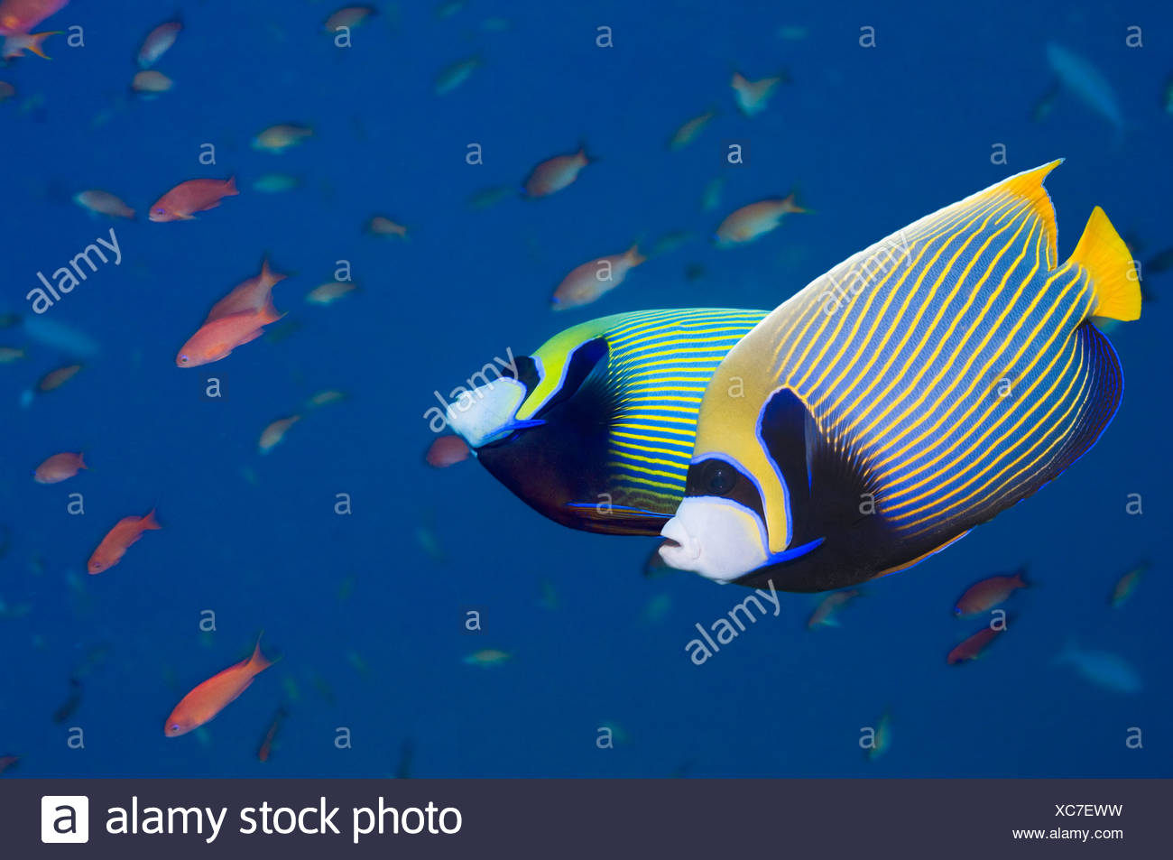 Tropical Indo Pacific Oceans High Resolution Stock Photography and ...