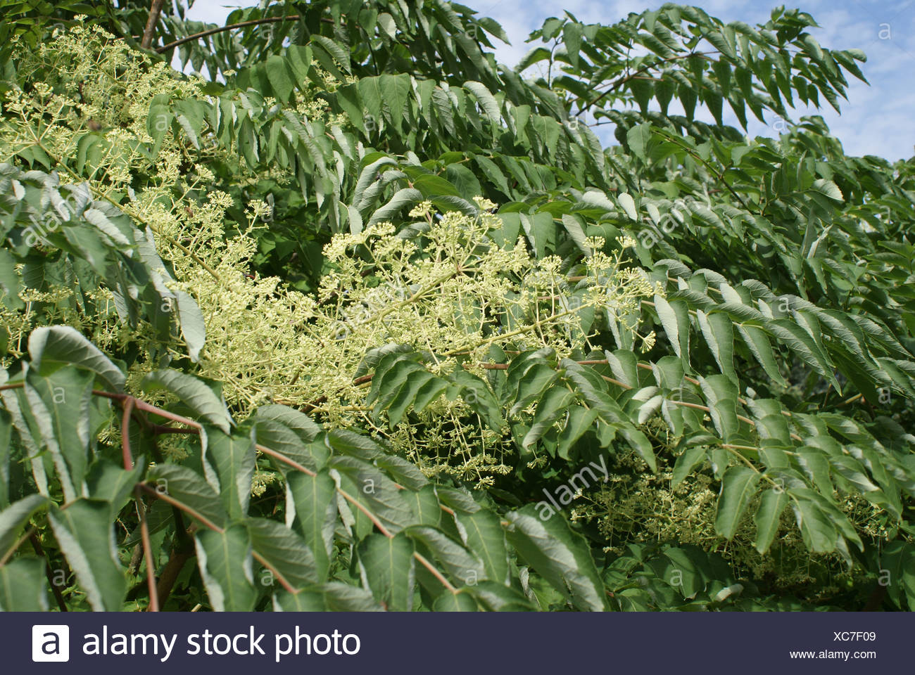 Japanese Angelica High Resolution Stock Photography and Images - Alamy