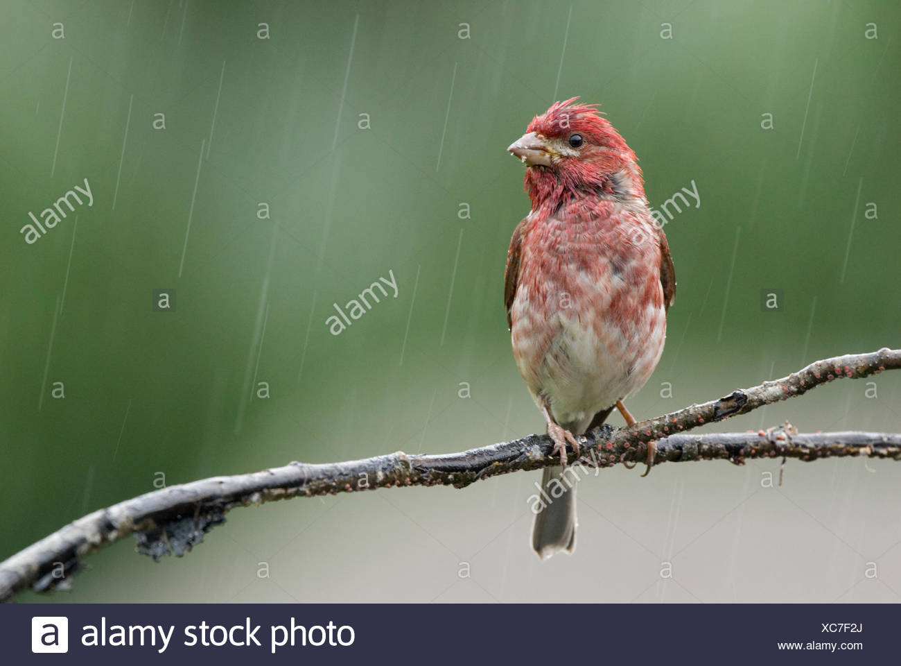 Male Purple Finch High Resolution Stock Photography and Images - Alamy