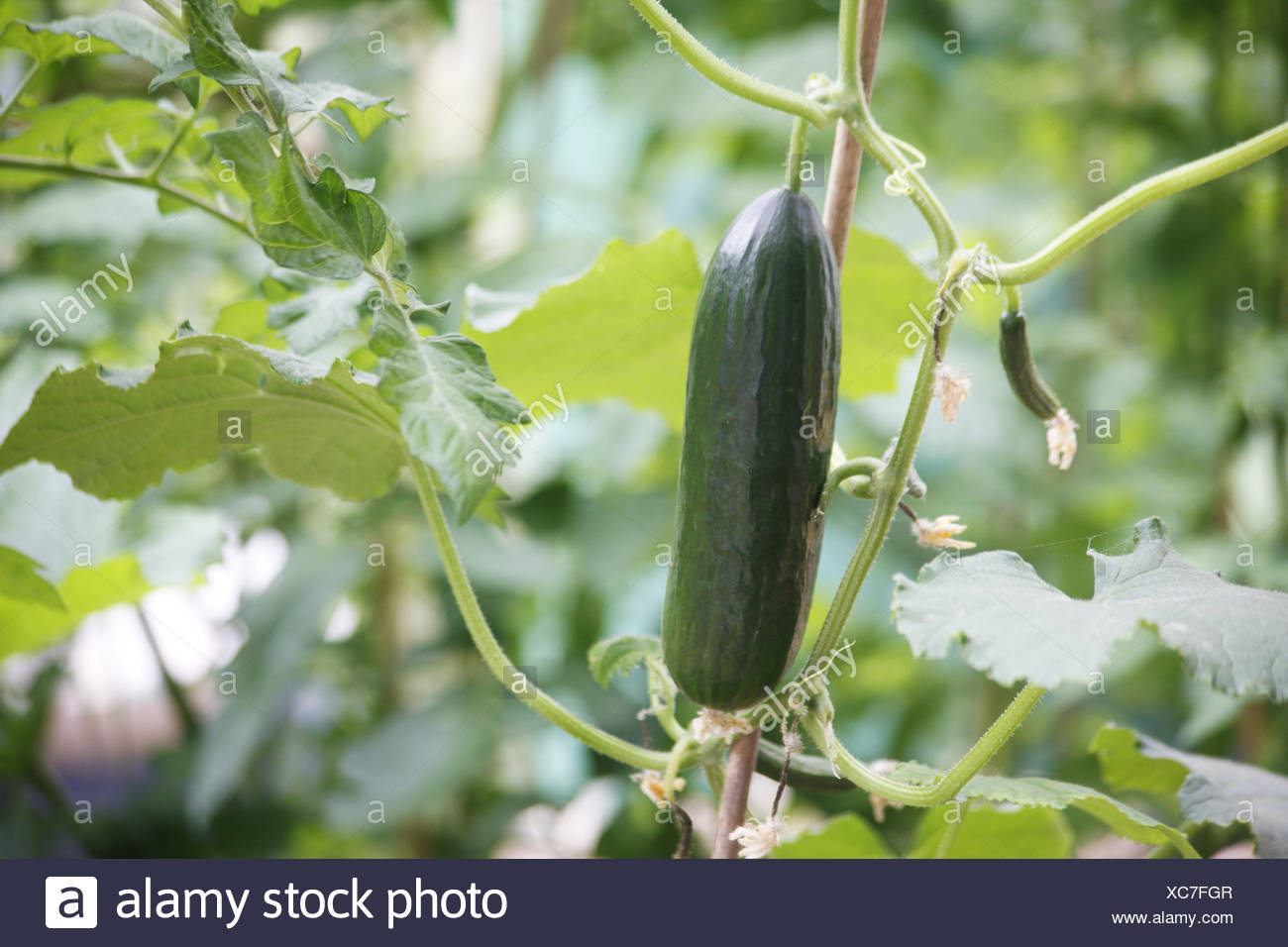 Cucumber Plant Stock Photos & Cucumber Plant Stock Images - Alamy