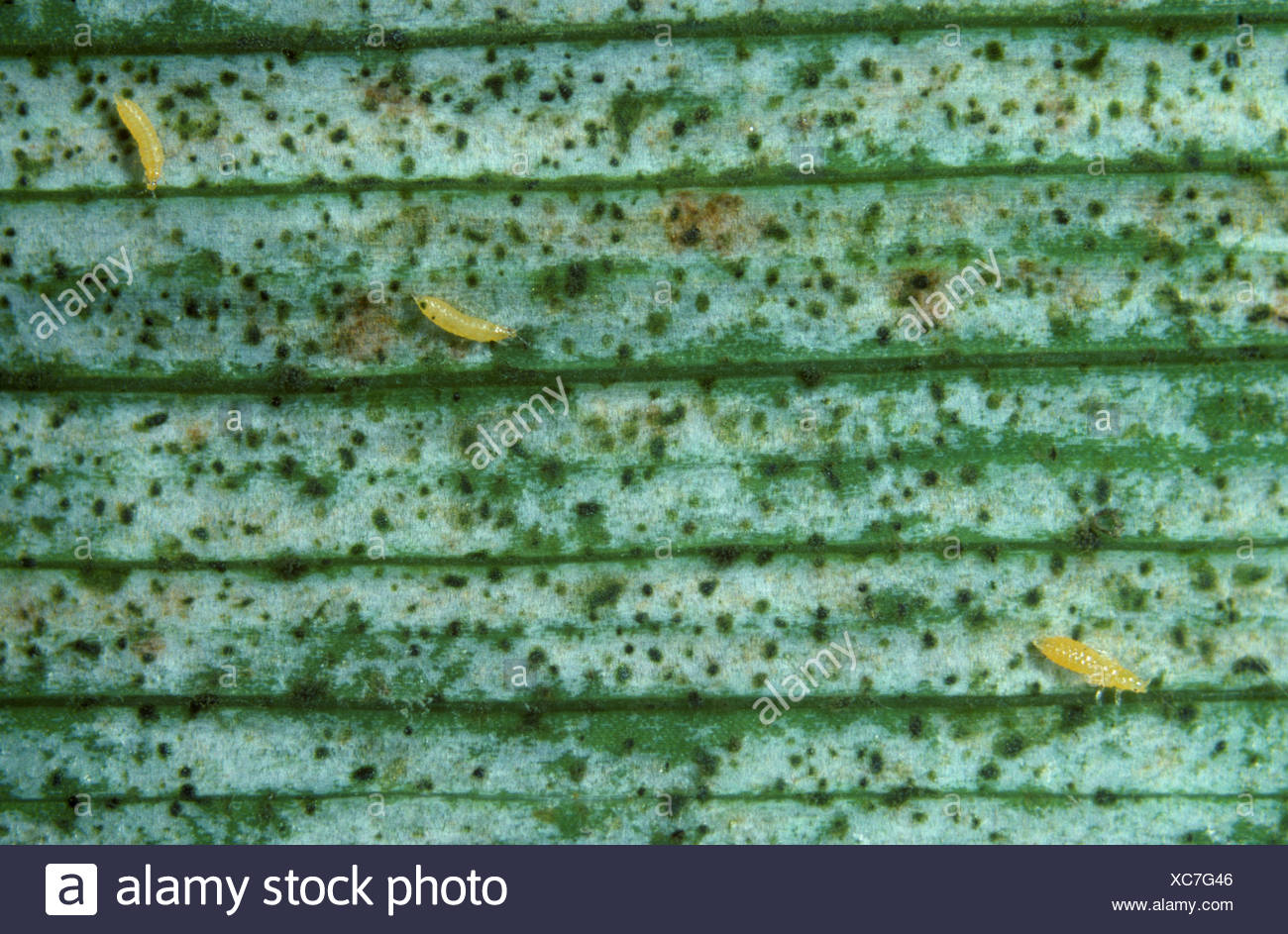 Thrip Damage High Resolution Stock Photography and Images - Alamy