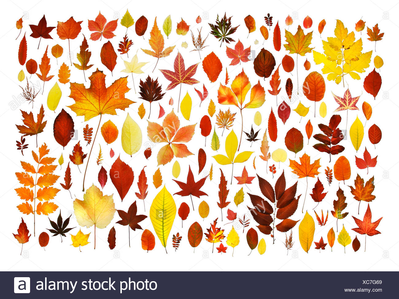 Fall Leaf Cut Out High Resolution Stock Photography and Images - Alamy