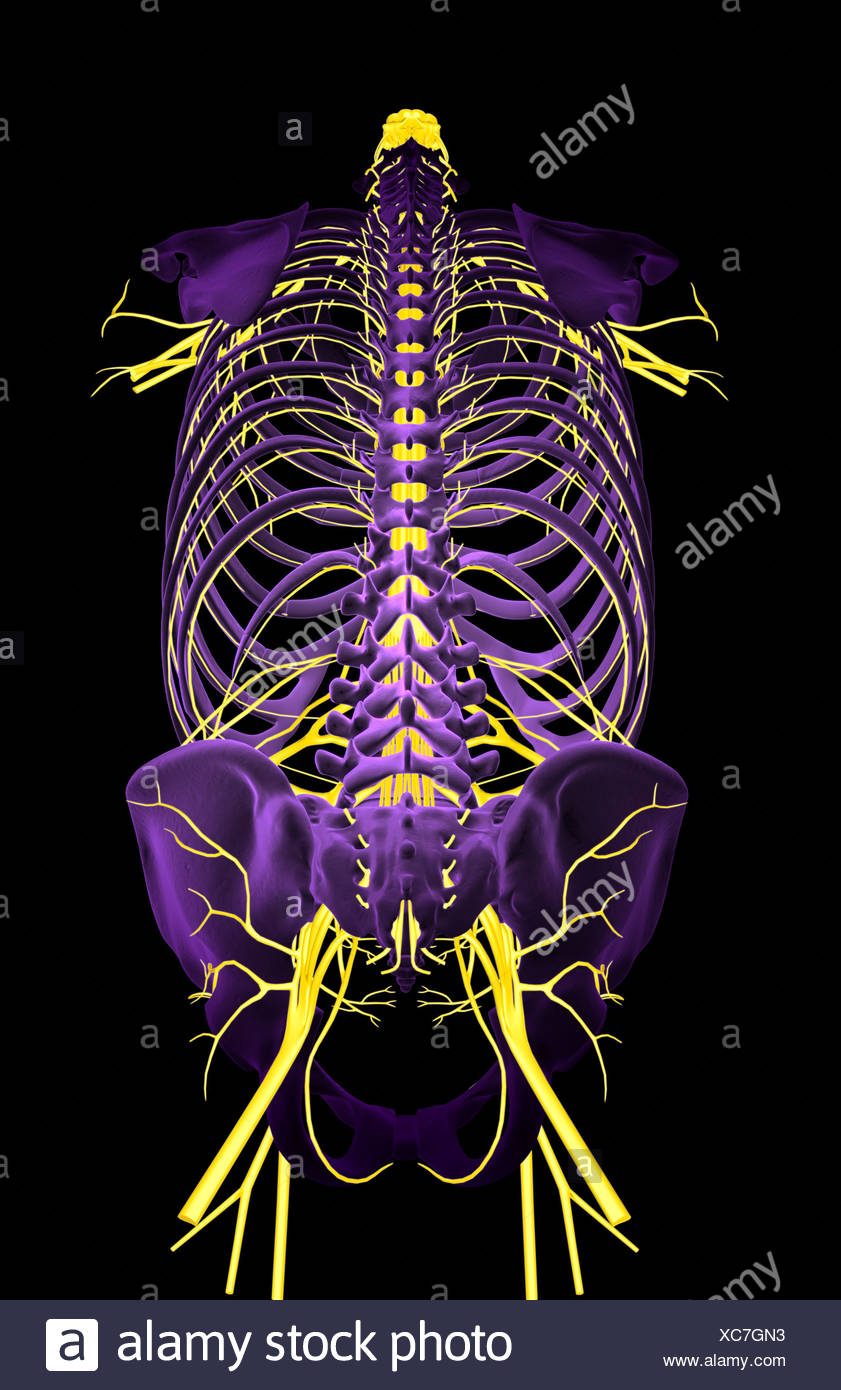 Thoracic Spinal Nerves High Resolution Stock Photography and Images - Alamy