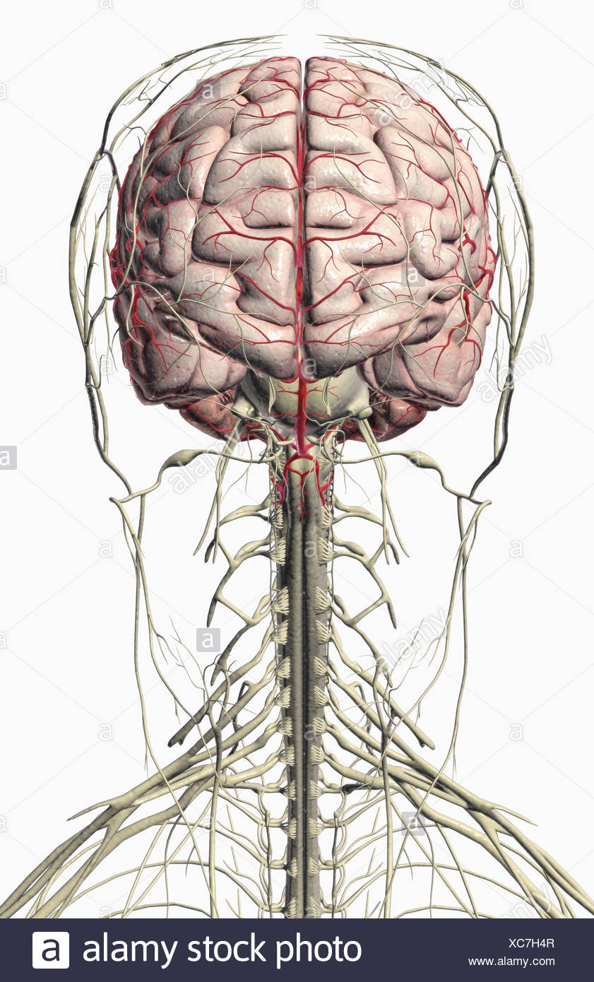 Anterior Brain And Spinal Cord High Resolution Stock Photography and ...