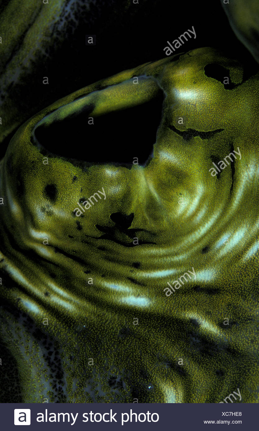 Clam Siphon High Resolution Stock Photography and Images - Alamy