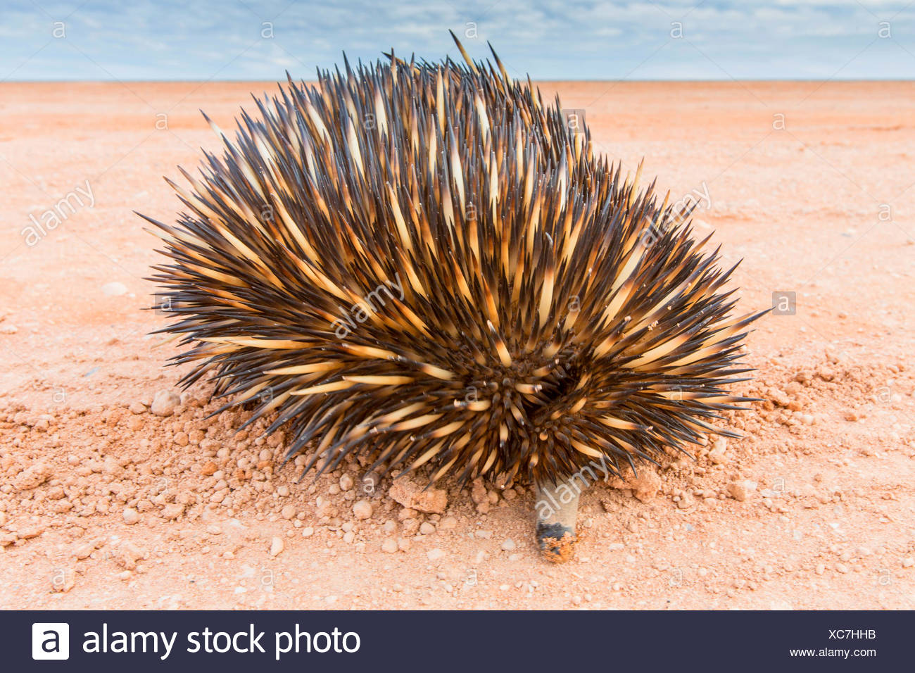Echidna Spiny Anteater High Resolution Stock Photography and Images - Alamy