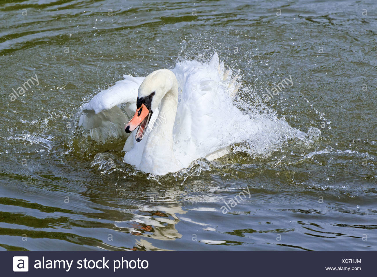 Angry Swan High Resolution Stock Photography and Images - Alamy