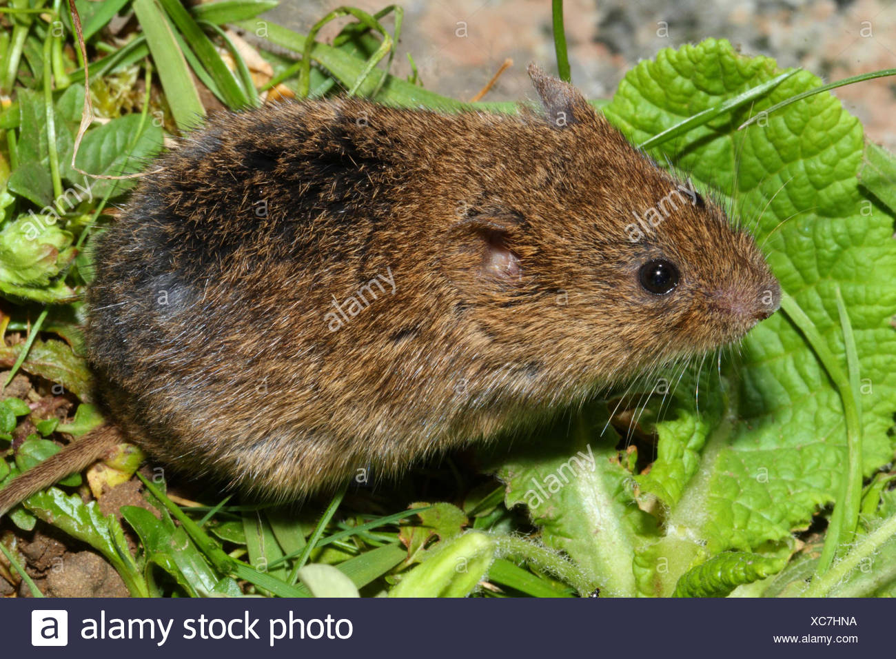 Common Vole Stock Photos & Common Vole Stock Images - Alamy