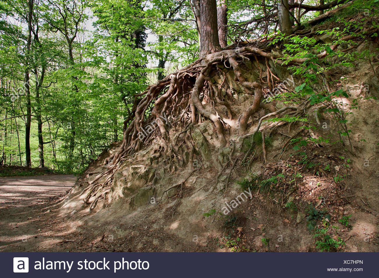 Root Plates Horizontal High Resolution Stock Photography and Images - Alamy