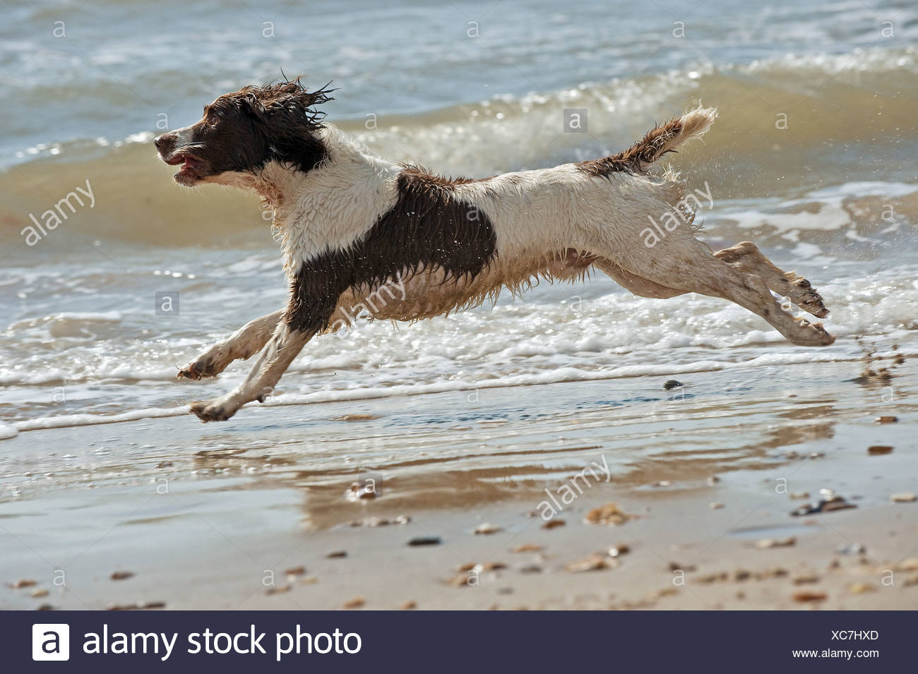 English Springer Spaniel Dog High Resolution Stock Photography and ...