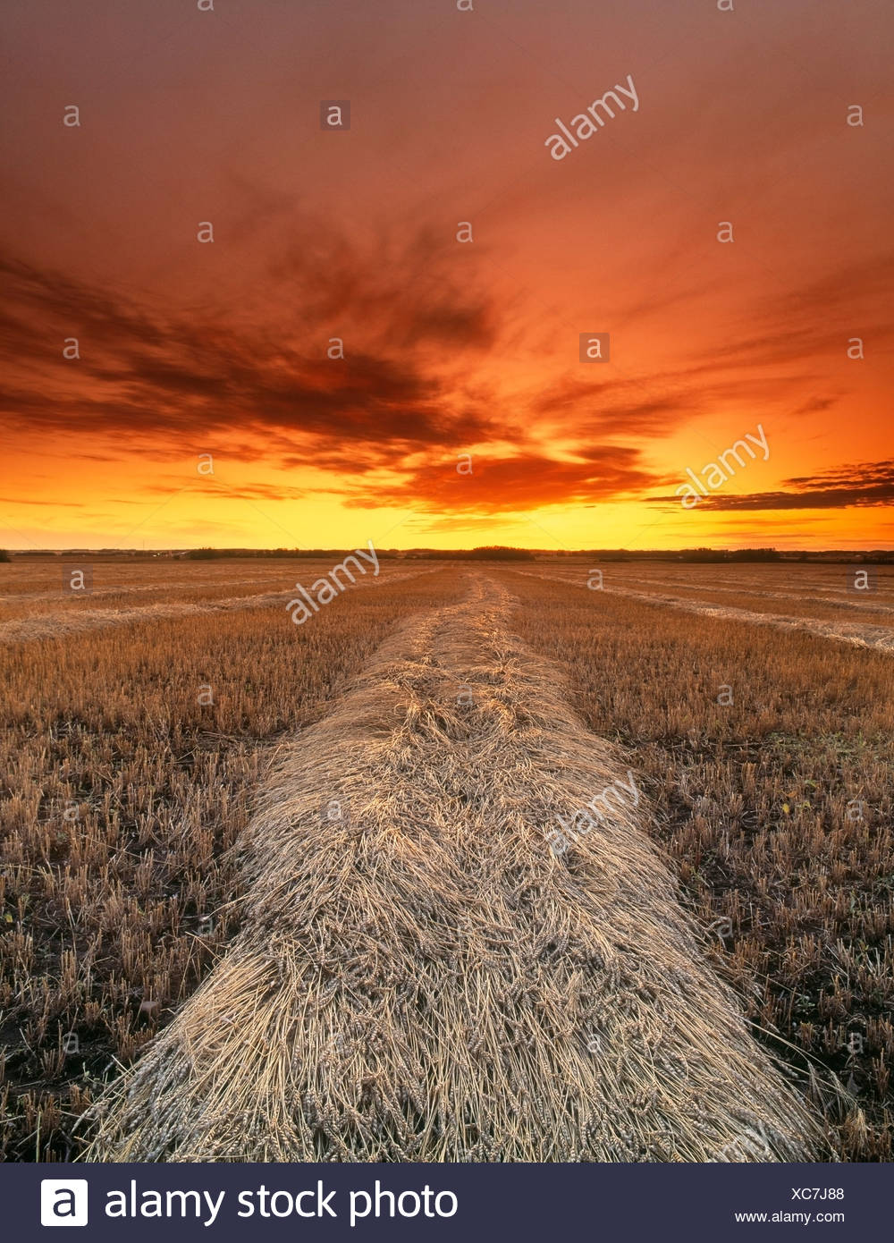 Agriculture Harvest Crop Wheat High Resolution Stock Photography and ...