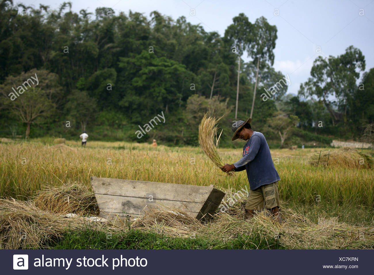 Indonesian Farmer High Resolution Stock Photography and Images - Alamy