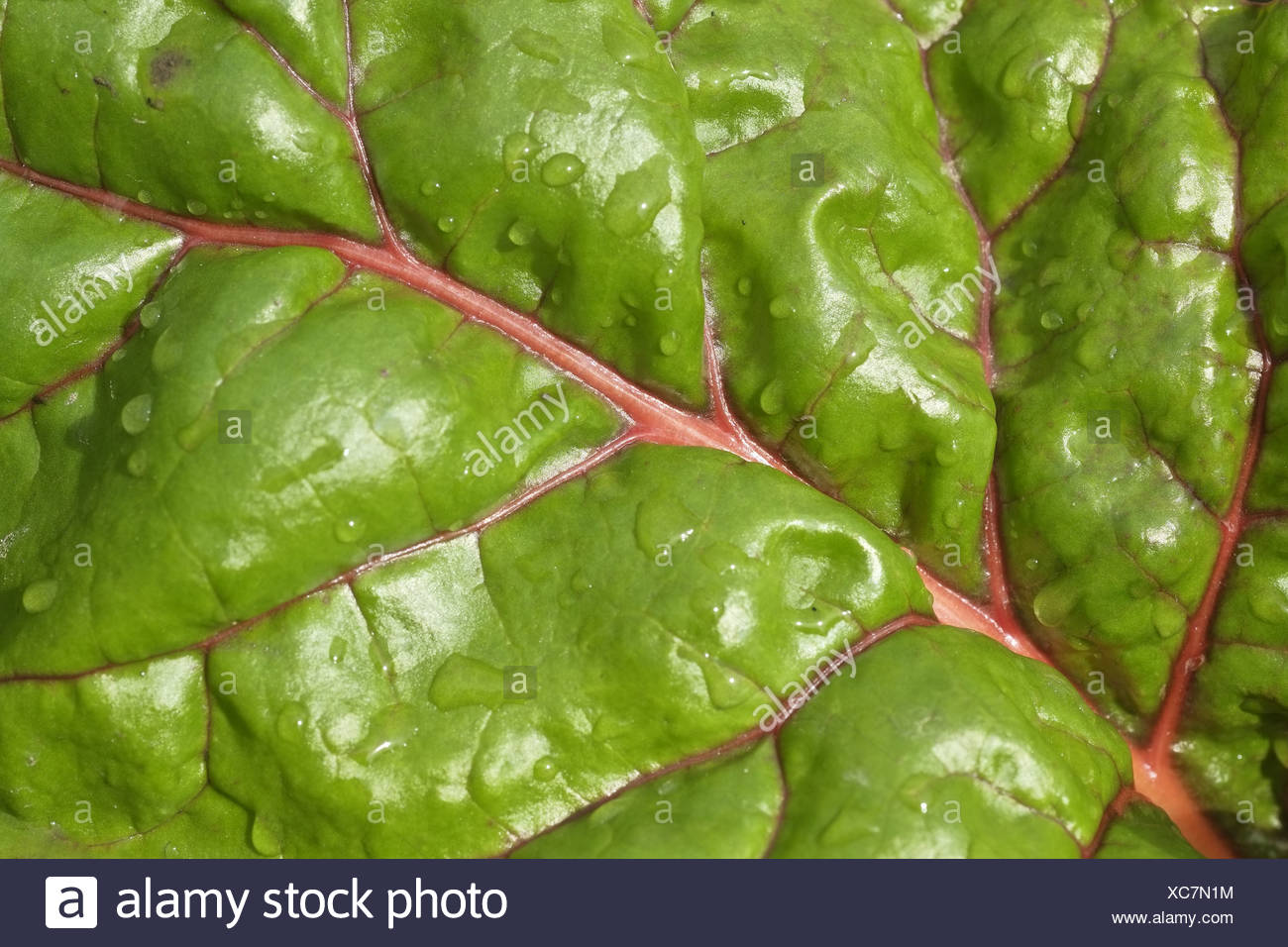 Mangel High Resolution Stock Photography and Images - Alamy