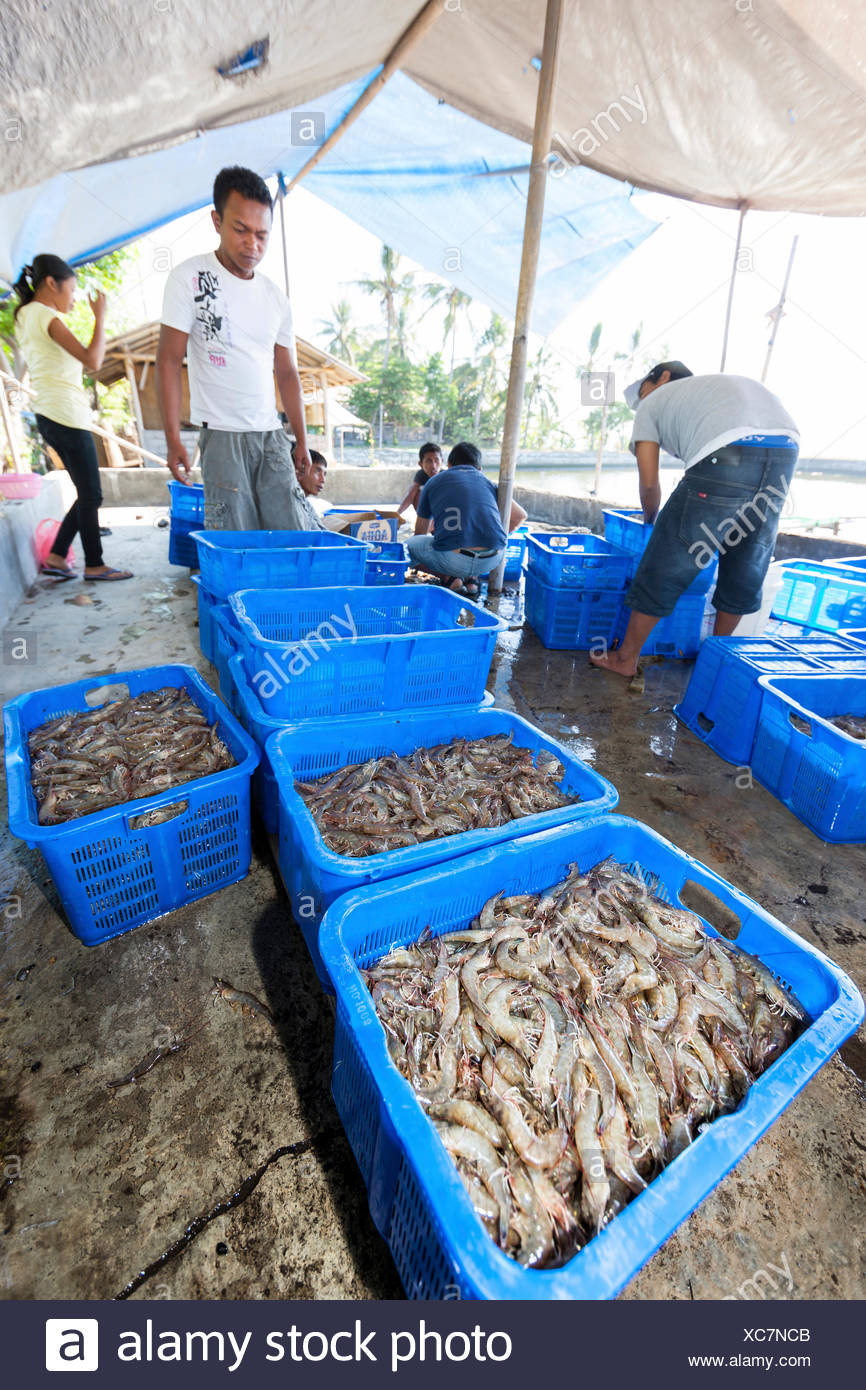 Prawn Baskets High Resolution Stock Photography and Images - Alamy