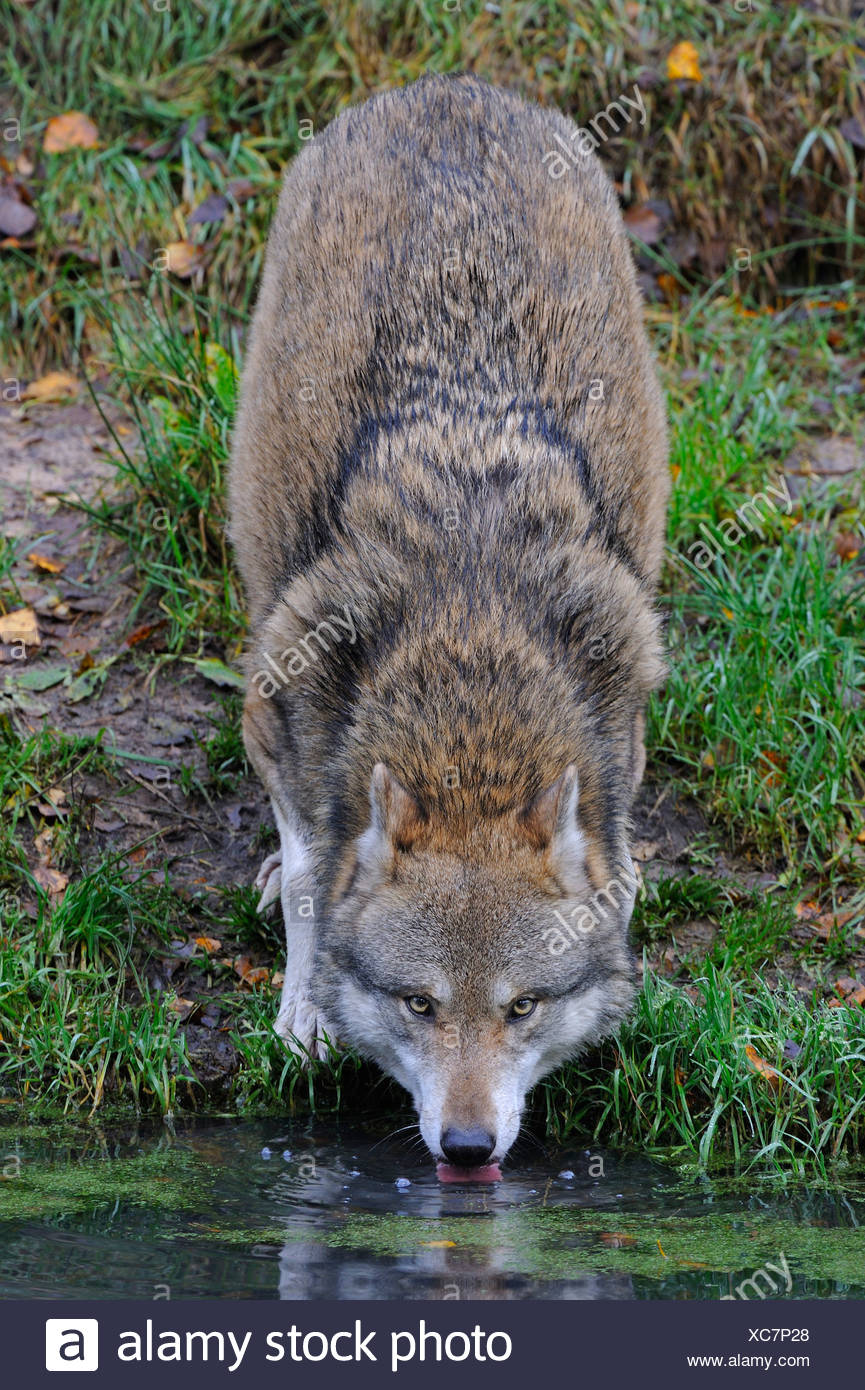 Grey Wolf Drinking Water High Resolution Stock Photography and Images ...