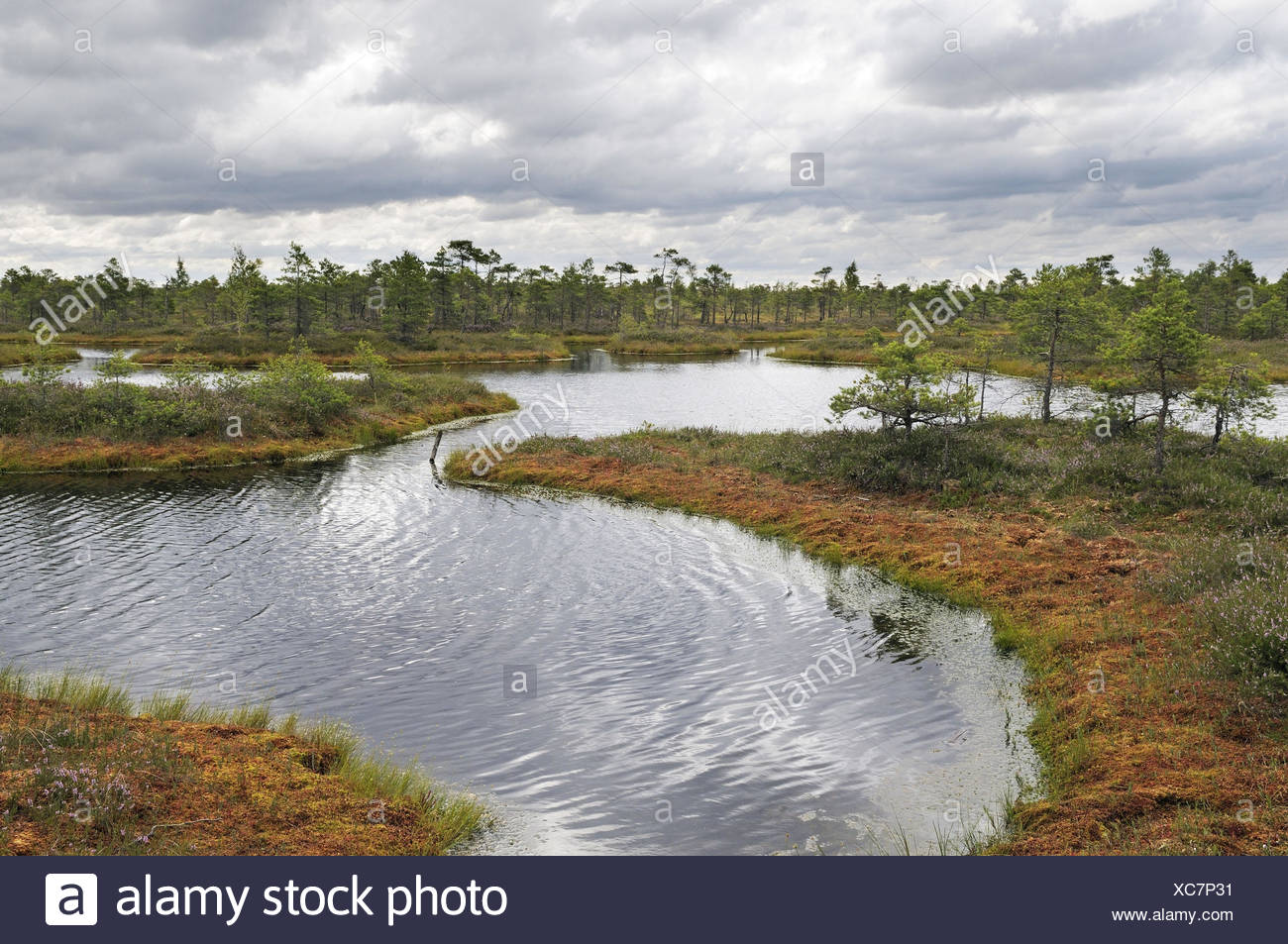Marshy Habitat High Resolution Stock Photography and Images - Alamy