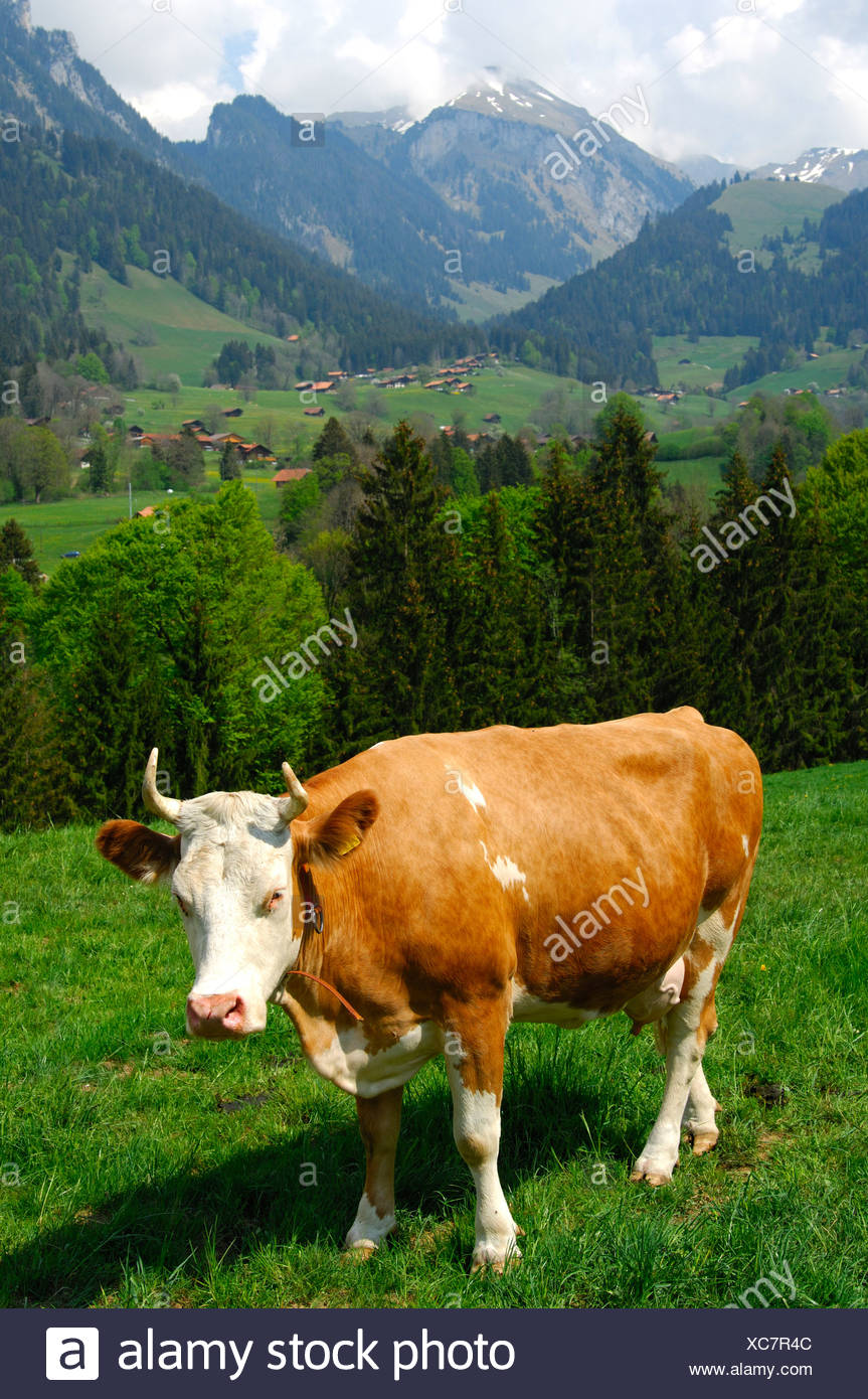 Simmental Cow High Resolution Stock Photography and Images - Alamy