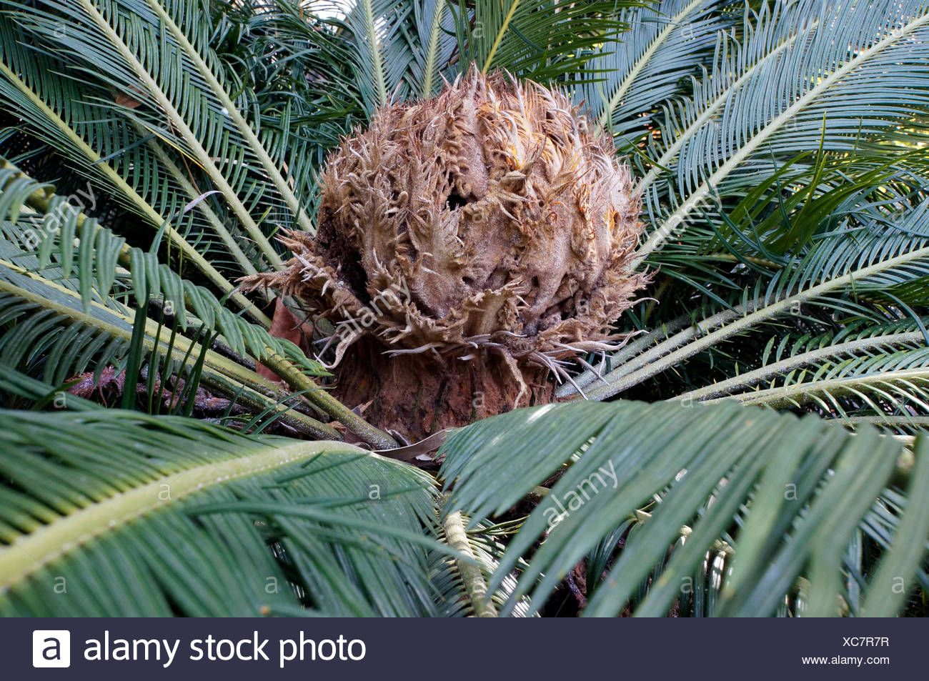 Japanischer Palmfarn Sagopalme Sago Palme Palmfarn High Resolution ...