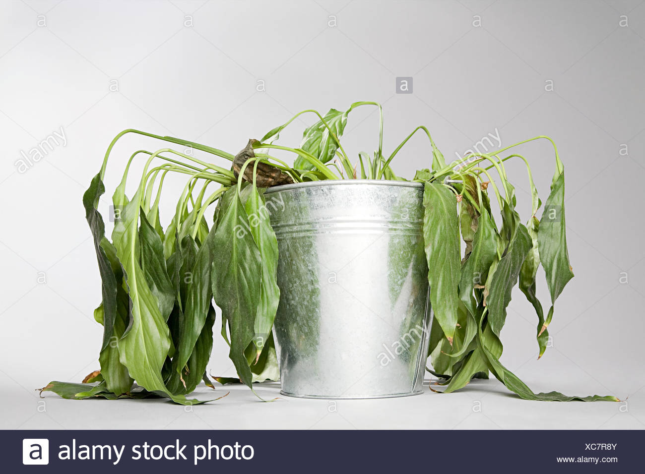 Dying Plant High Resolution Stock Photography and Images - Alamy