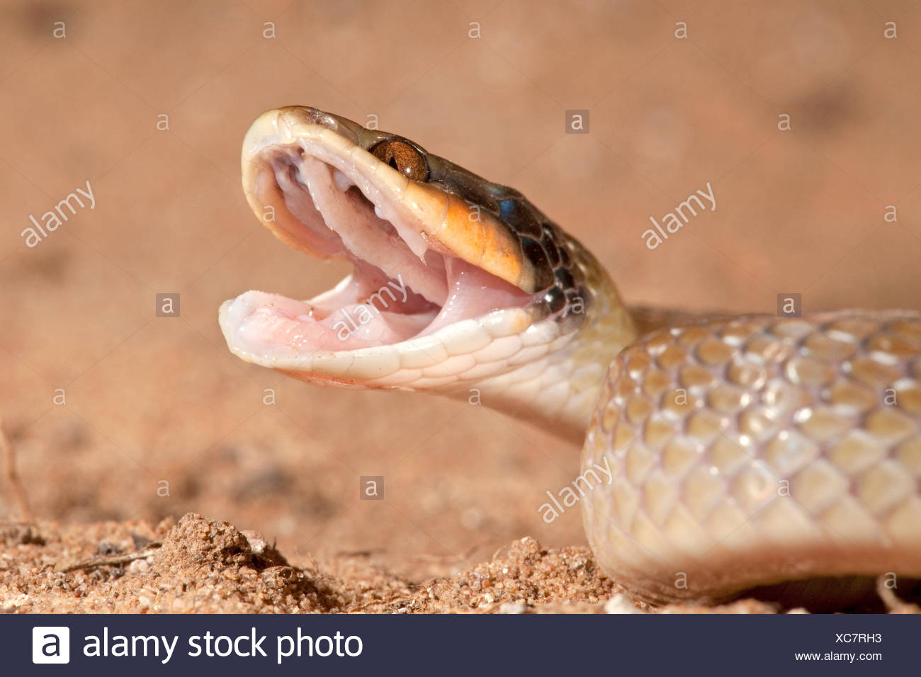 Venomous Snake Fang High Resolution Stock Photography and Images - Alamy