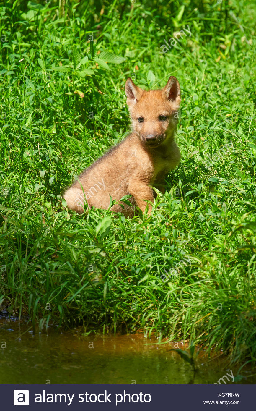 Wolf Sitting High Resolution Stock Photography and Images - Alamy