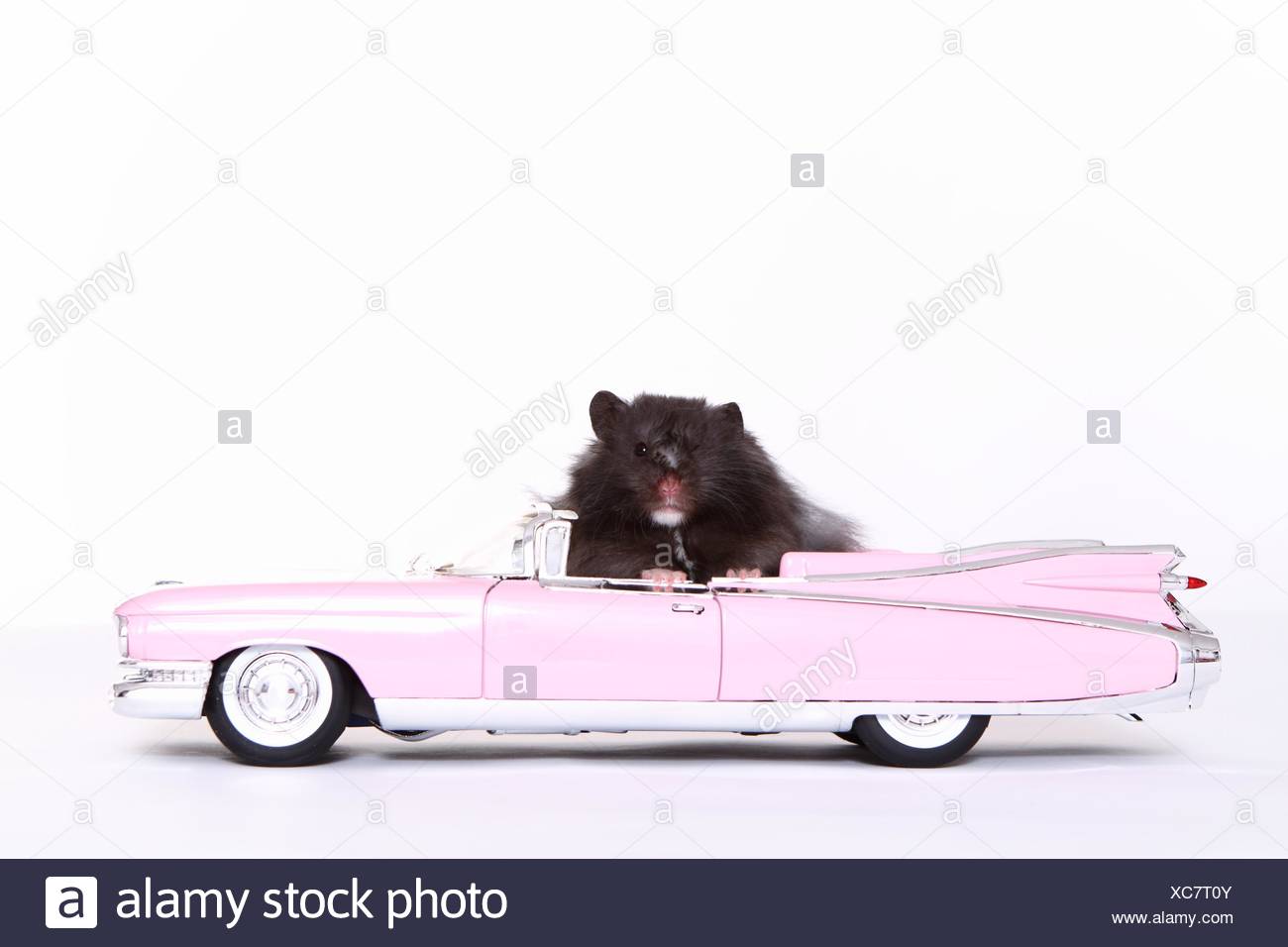 Hamster Long Hair High Resolution Stock Photography and Images - Alamy