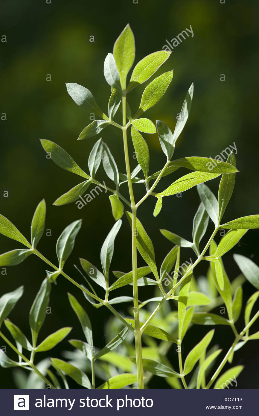 Laserpitium Siler High Resolution Stock Photography and Images - Alamy