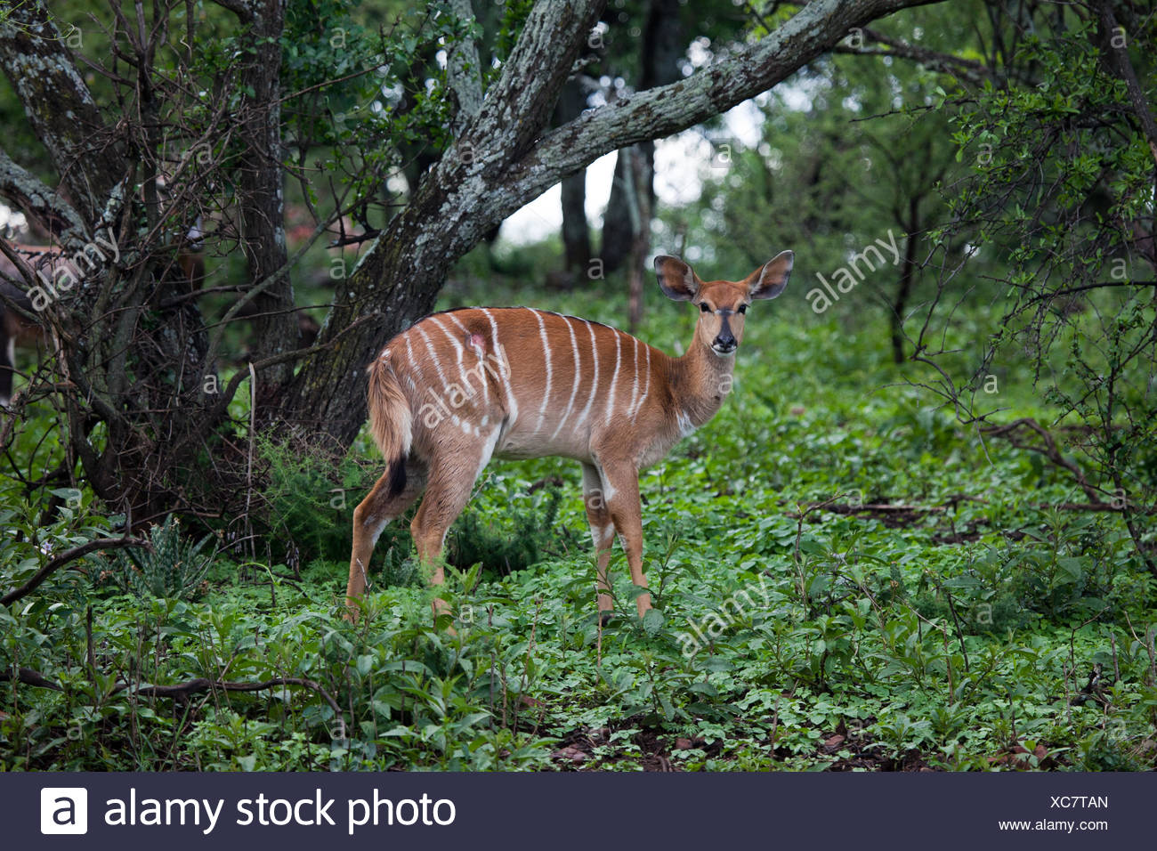 Nyala Tree High Resolution Stock Photography and Images - Alamy