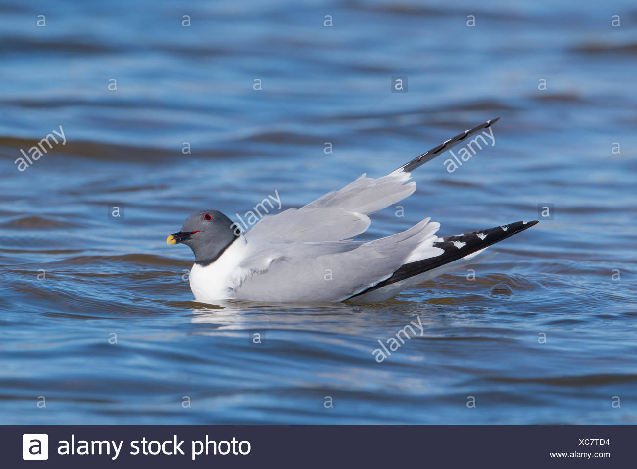Arctic Gull High Resolution Stock Photography and Images - Alamy
