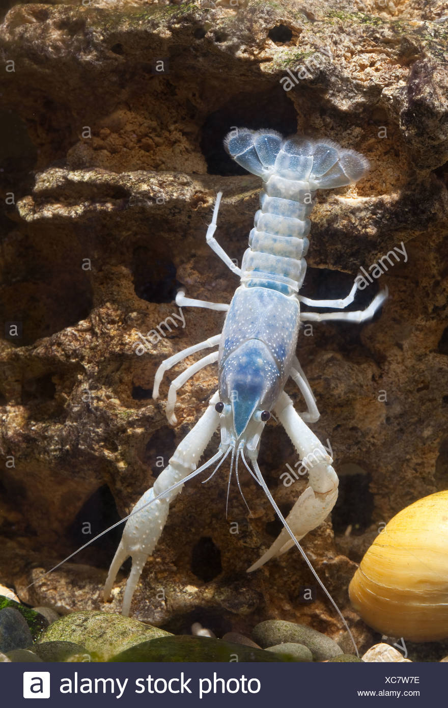 Crayfish Australia High Resolution Stock Photography and Images - Alamy