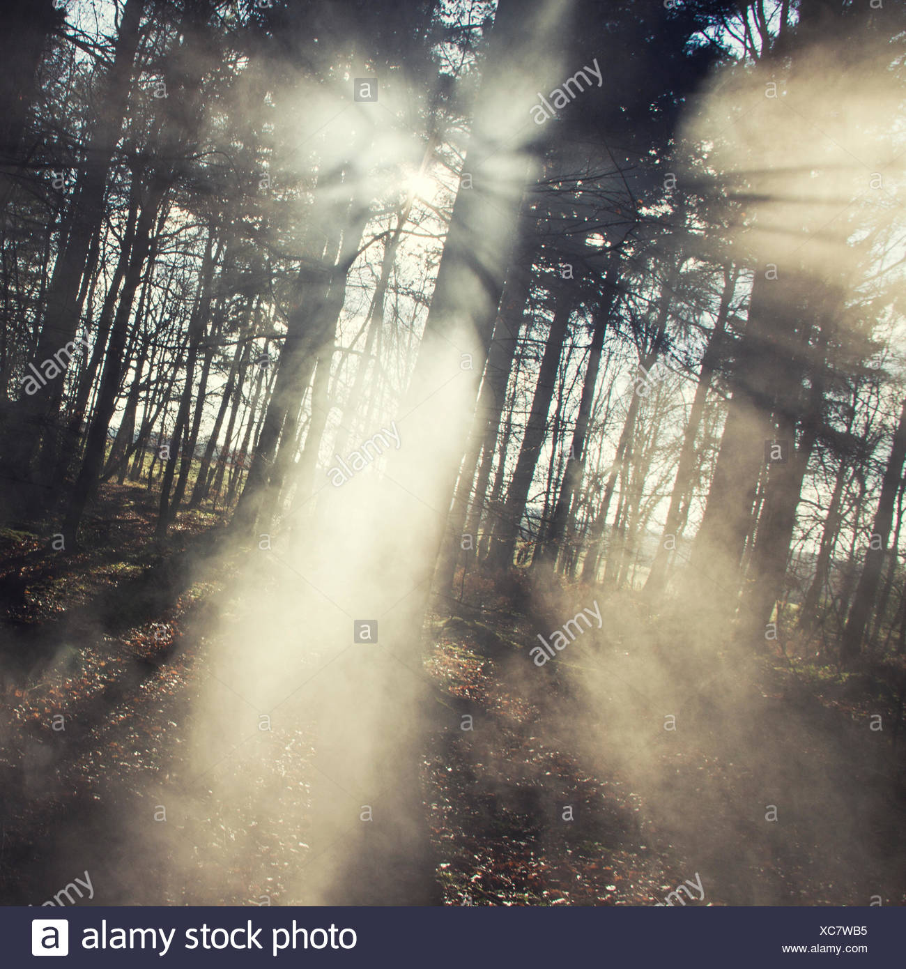 Sun Through Trees Stock Photos & Sun Through Trees Stock Images - Alamy