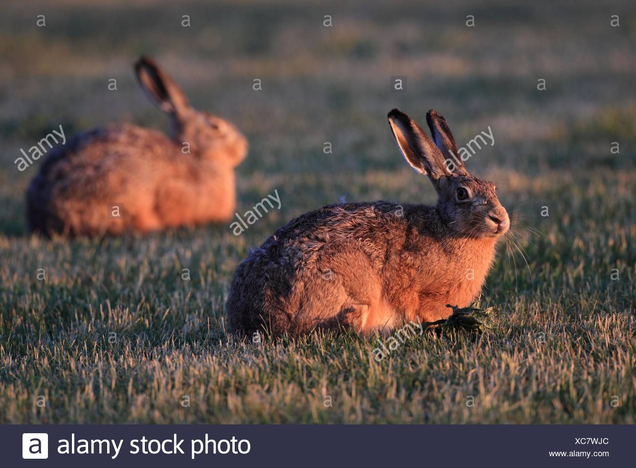 Two Hares High Resolution Stock Photography and Images - Alamy