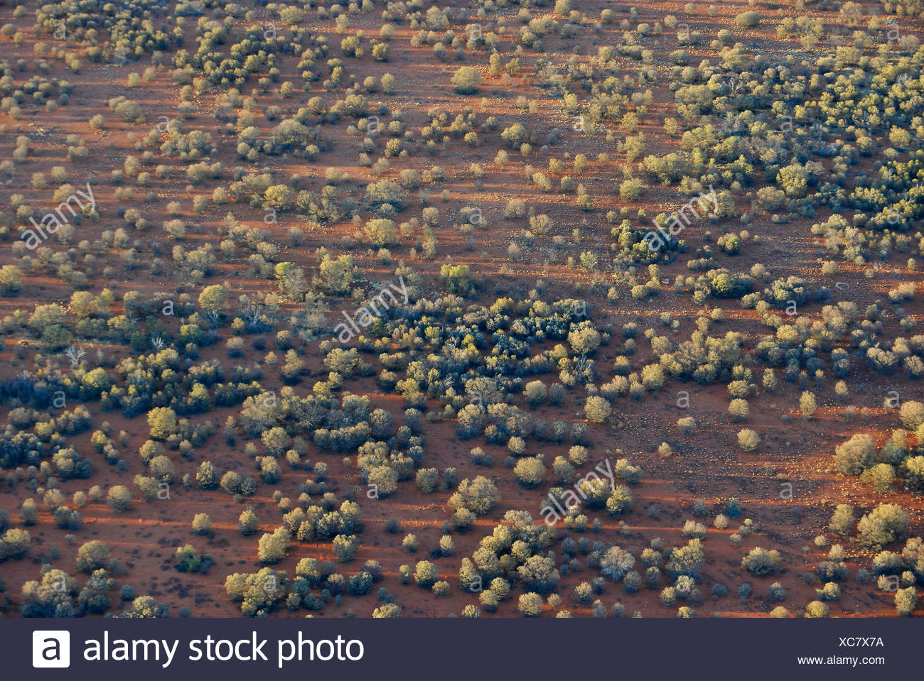 Triodia Grass High Resolution Stock Photography and Images - Alamy