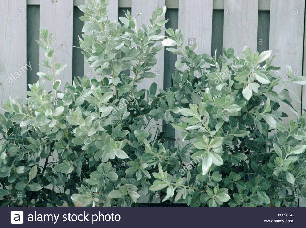 Silver Buttonwood High Resolution Stock Photography and Images - Alamy
