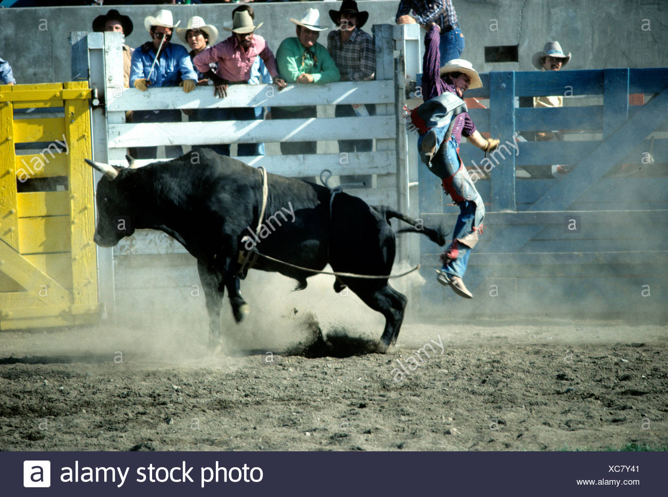 Rider Thrown Off High Resolution Stock Photography and Images - Alamy
