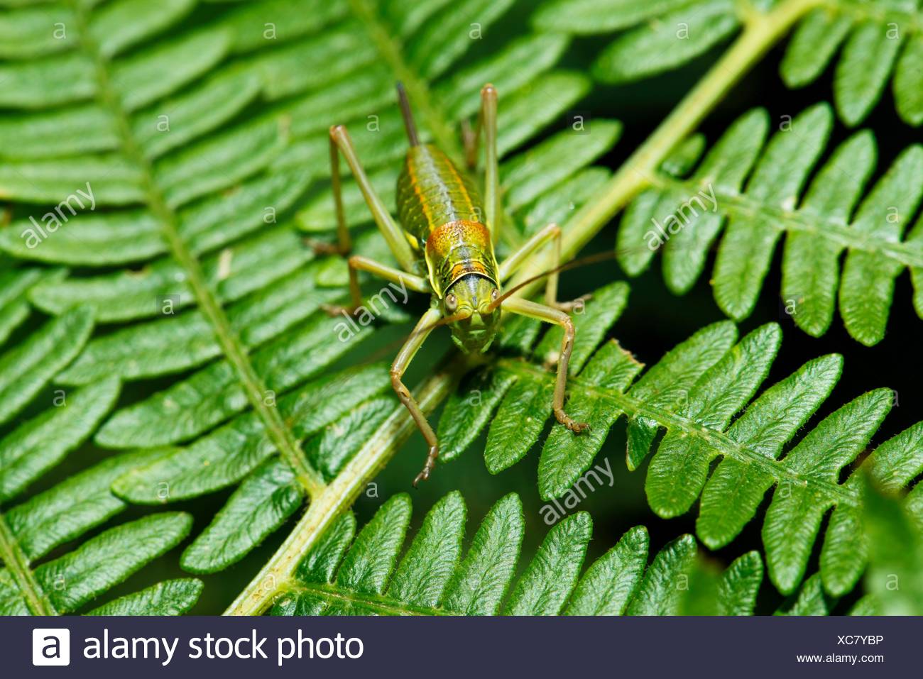 Grasshopper Nymph High Resolution Stock Photography and Images - Alamy