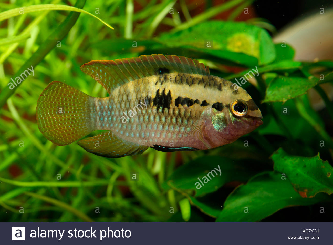 Acara High Resolution Stock Photography and Images - Alamy