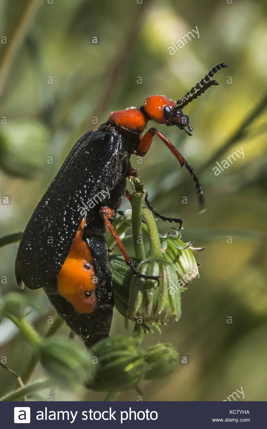 Blister Beetle Stock Photos & Blister Beetle Stock Images - Alamy
