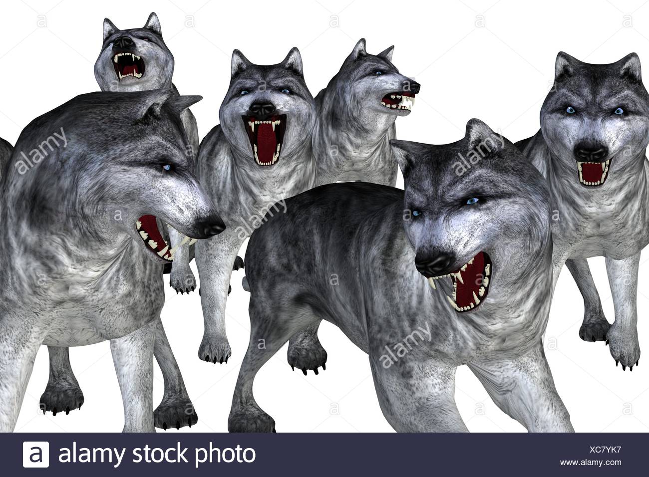 Midnight Wolf High Resolution Stock Photography and Images - Alamy