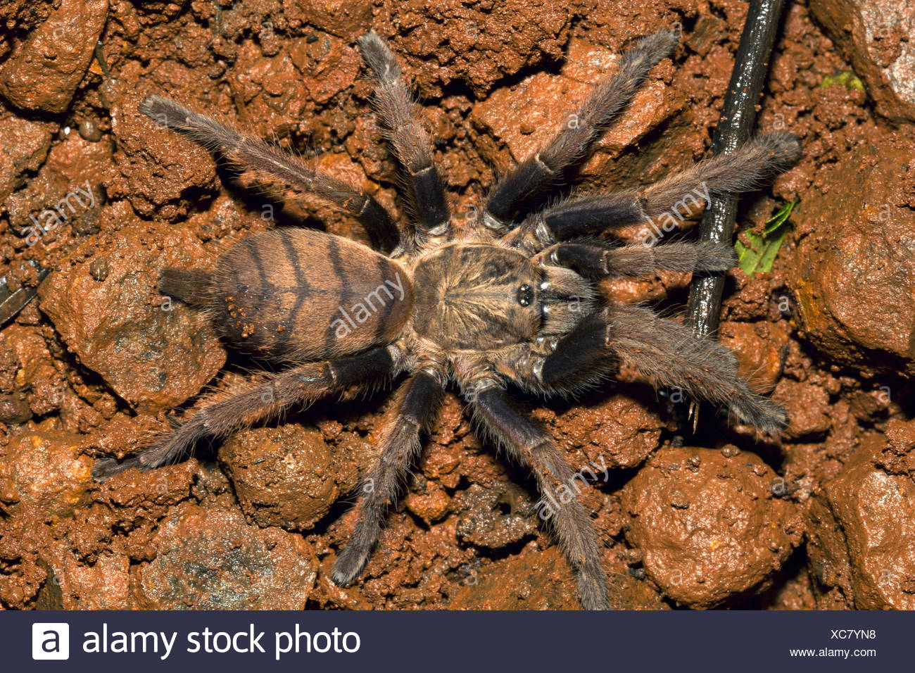 Violet Spider High Resolution Stock Photography and Images - Alamy