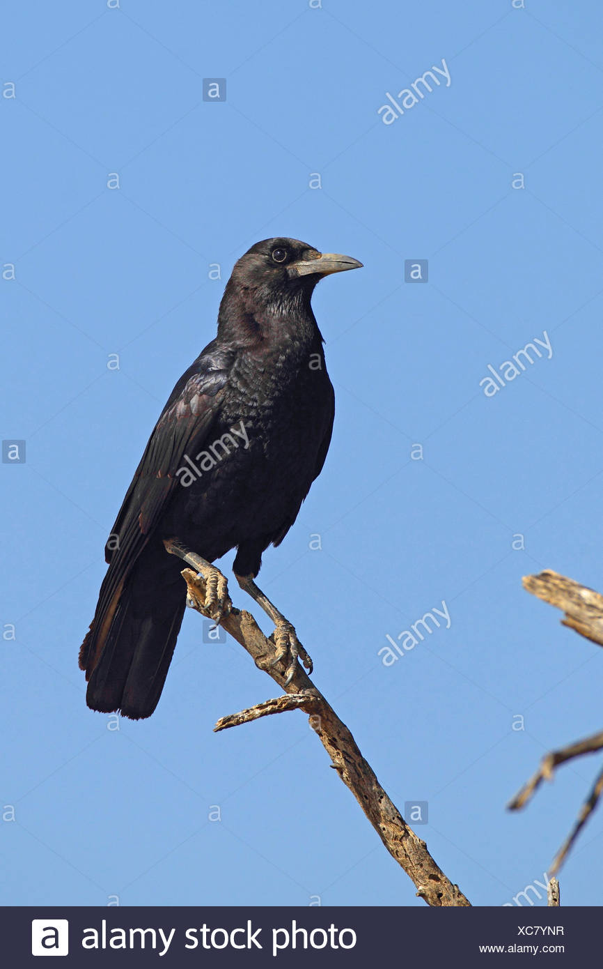 African Crow High Resolution Stock Photography and Images - Alamy