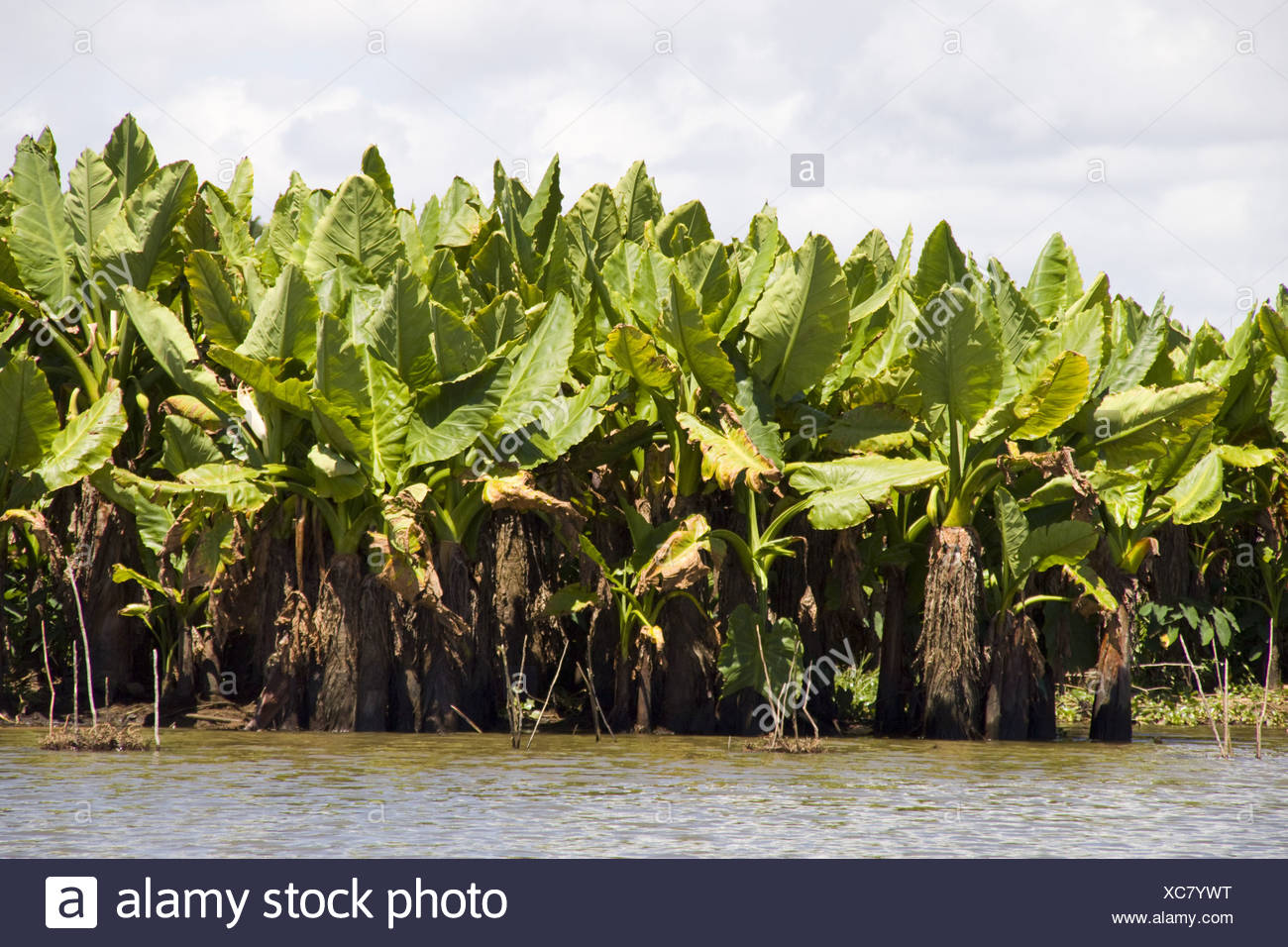 Water Taro High Resolution Stock Photography and Images - Alamy
