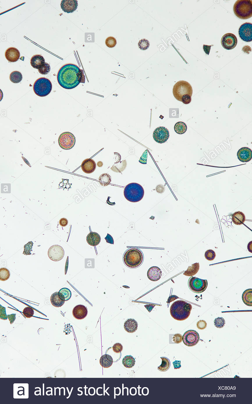 Diatoms Micrograph High Resolution Stock Photography and Images - Alamy